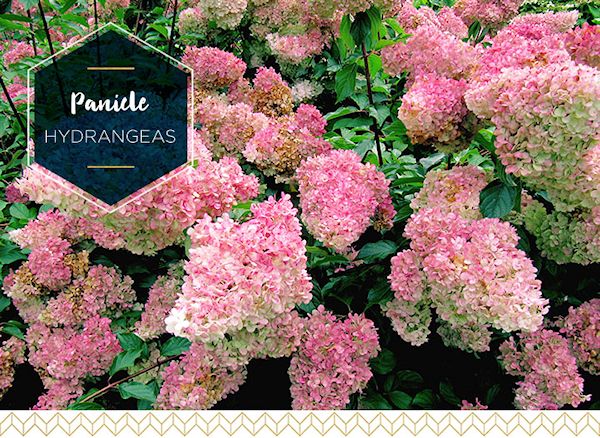 A GUIDE TO NORTHEASTERN GARDENING: Guest Post -Types of Hydrangeas: A ...