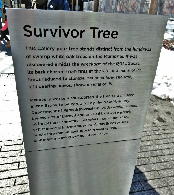 Walking Around The Financial District: The Oculus, The 9/11 Survivor ...