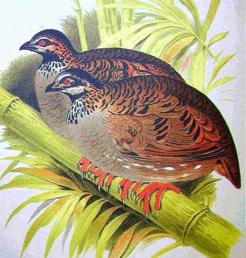 White-cheeked partridge | Birds of India | Bird World