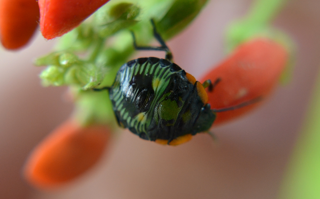 Woods Walks and Wildlife: Green Stink Bug Nymph