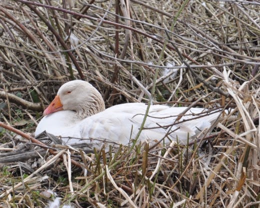 British Birds: How Geese Nest in the Wild: Domestic Geese Gone Wild
