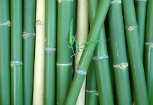 Starting a Bamboo Growing Business in 6 Easy Steps | Small Business Ideas