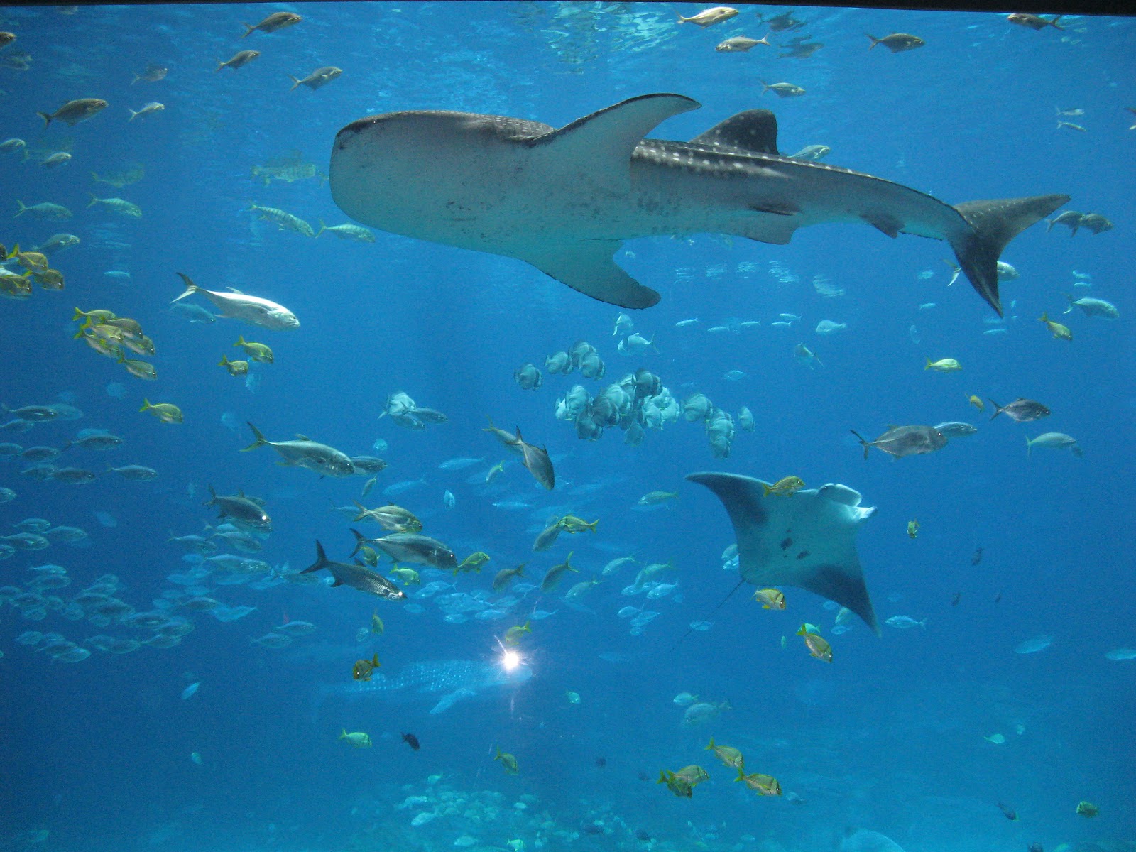 My Zoo: Whale Shark & Manta Ray