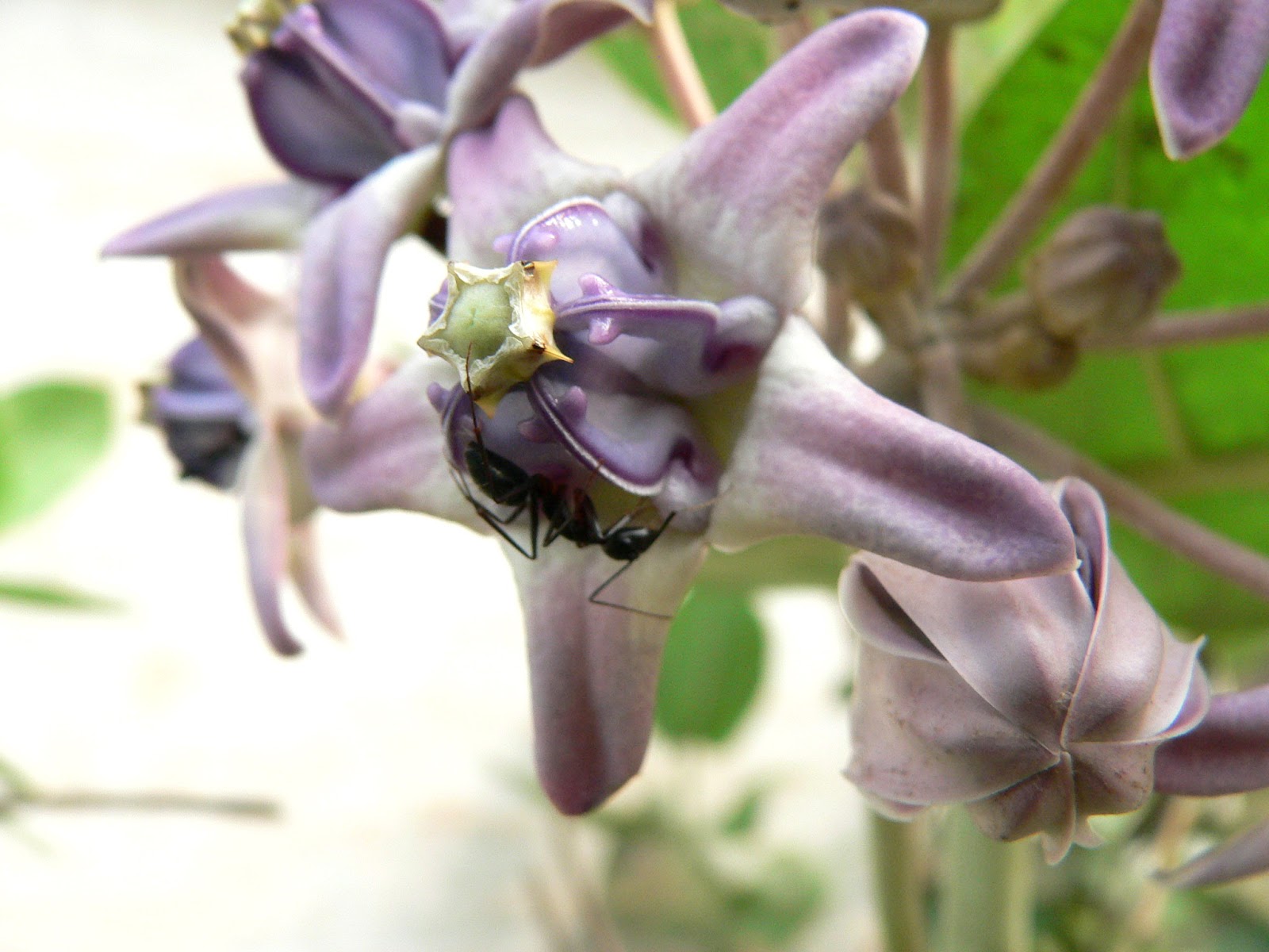 Aggregata Plants & Gardens