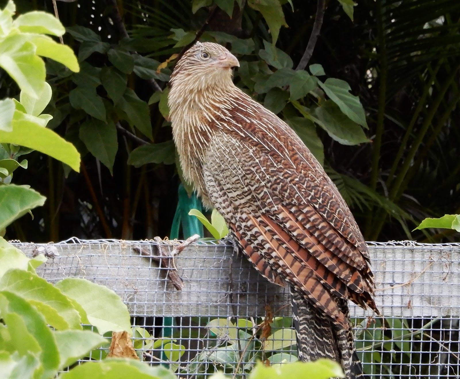 Little Darwin: IS THIS FLIGHTY BIRD CUCKOO OR JUST BOOK MAD LIKE MOI
