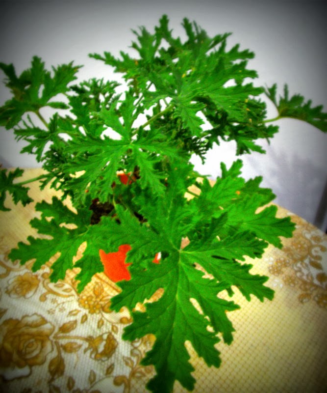 Herbs, Spices, Cactus And Everything Nice...: Pokok Herba Jeremin Atau ...