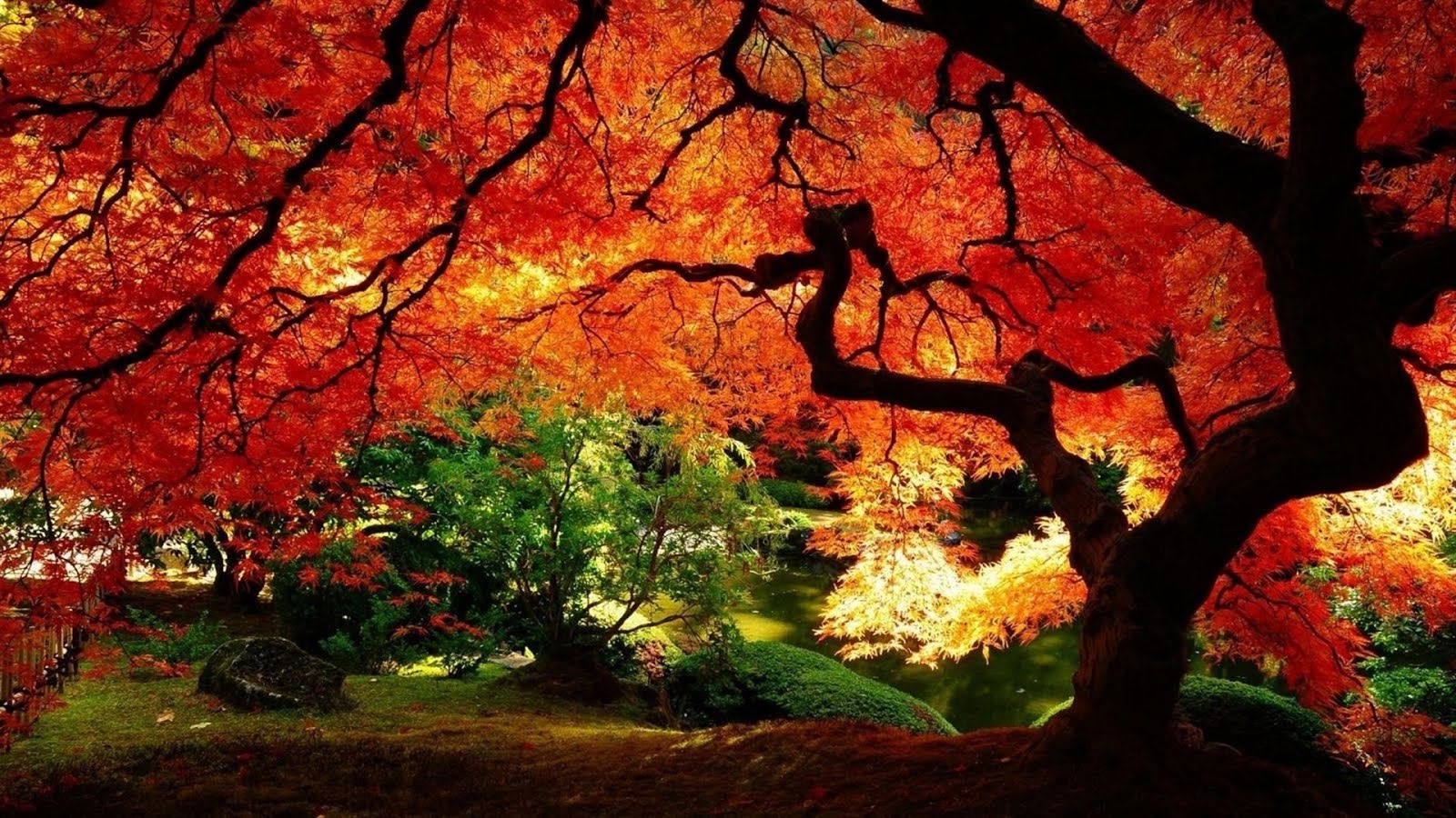 Image Cluster: Natural Trees HD Wallpapers Free Download