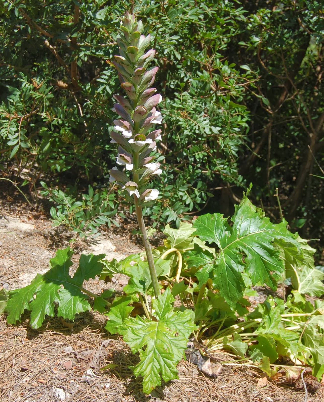 Flora da Serra da Arrábida: Acanto (Acanthus mollis)