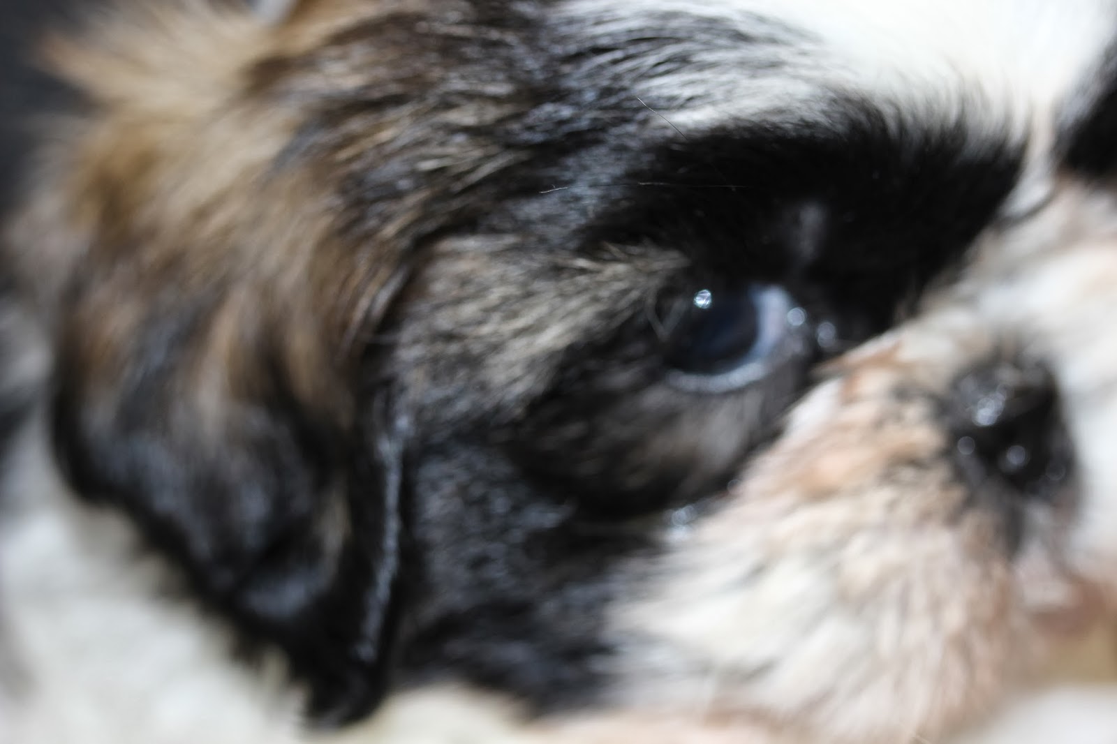 Tarry Home Tzus: the home of the Chinese Chrysanthemum Dog