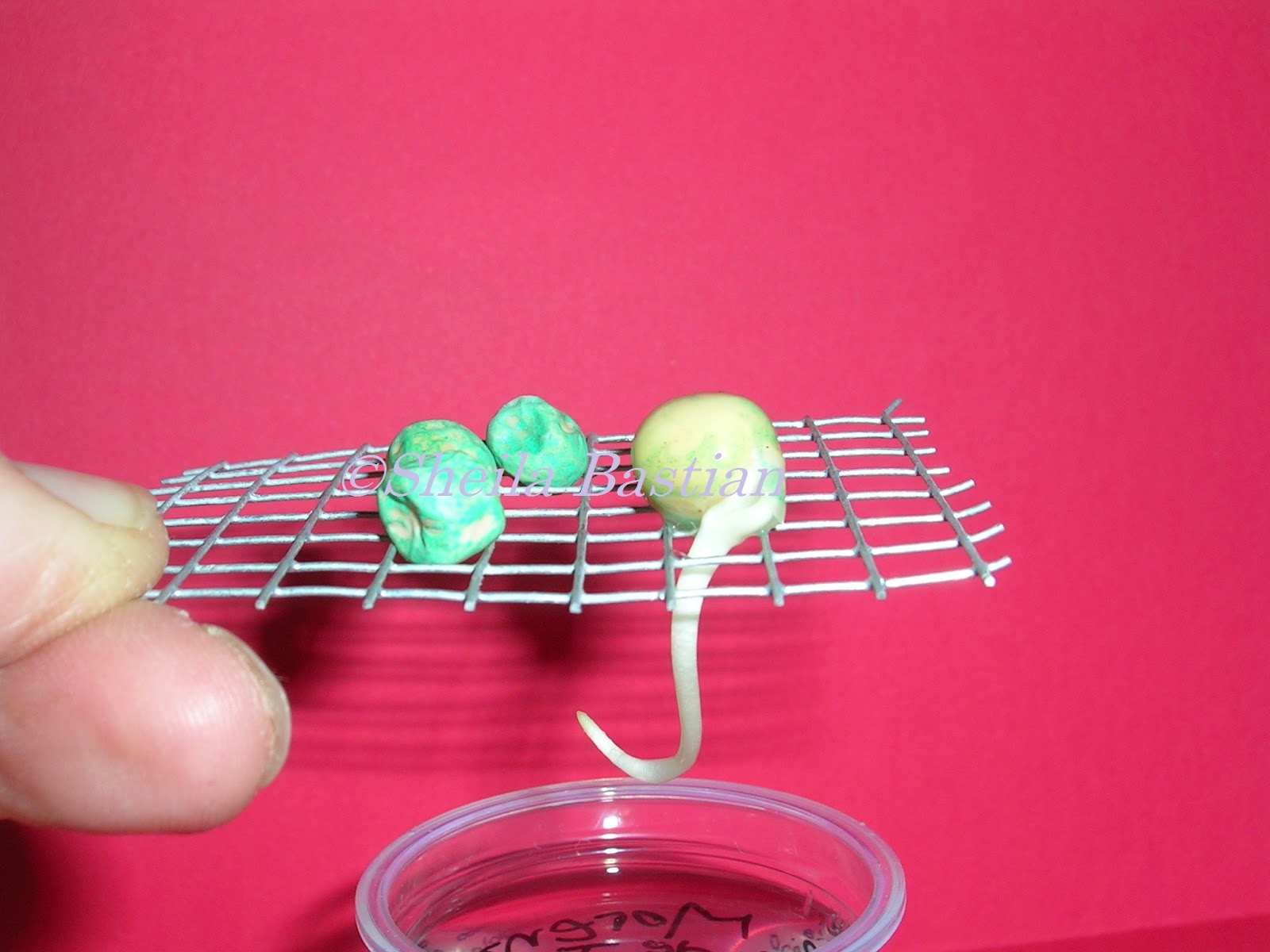 Science Magazine: PLANT MOVEMENTS - TROPISM