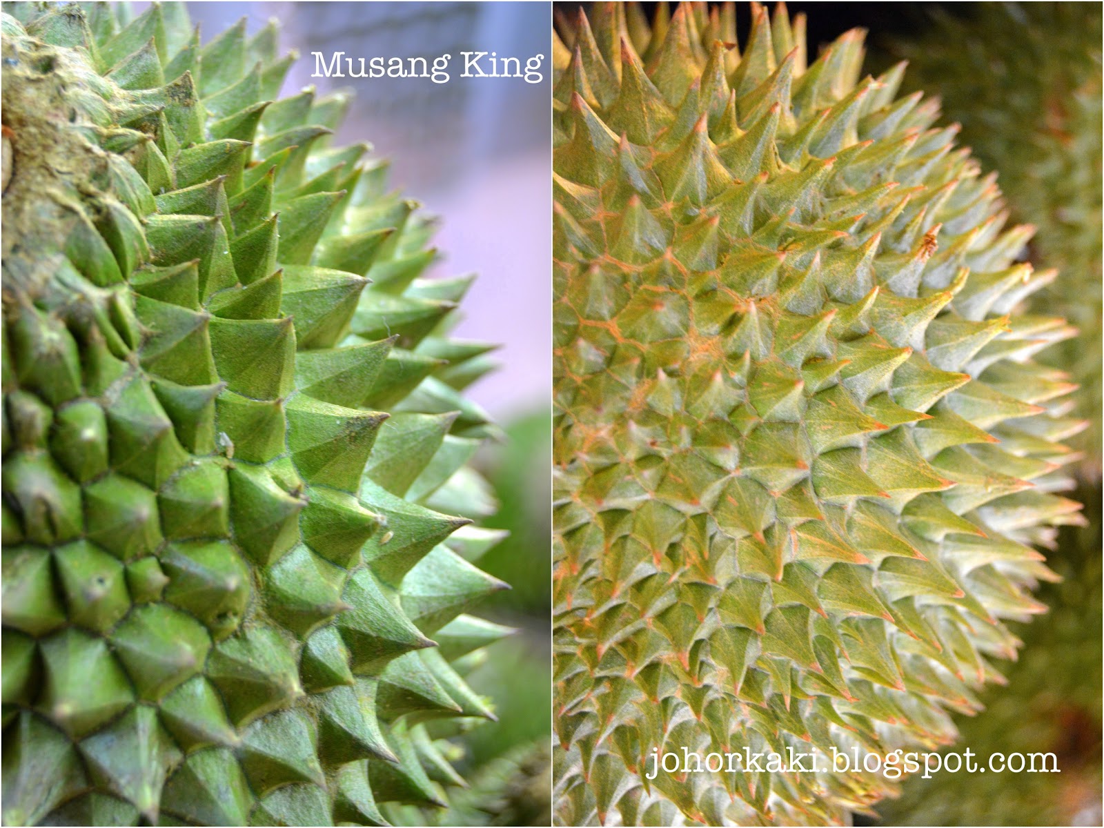 5 Tips Untuk Mengenalpasti Buah Durian Musang King Rajah Kunyit atau ...