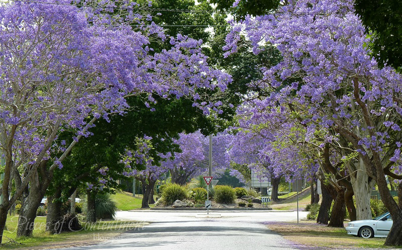 Pieces of Contentment: "Jaca" Thursday