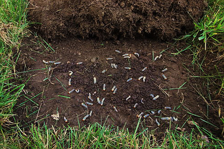 How to Kill Grubs inside your Lawn - Best Manual Lawn Aerator