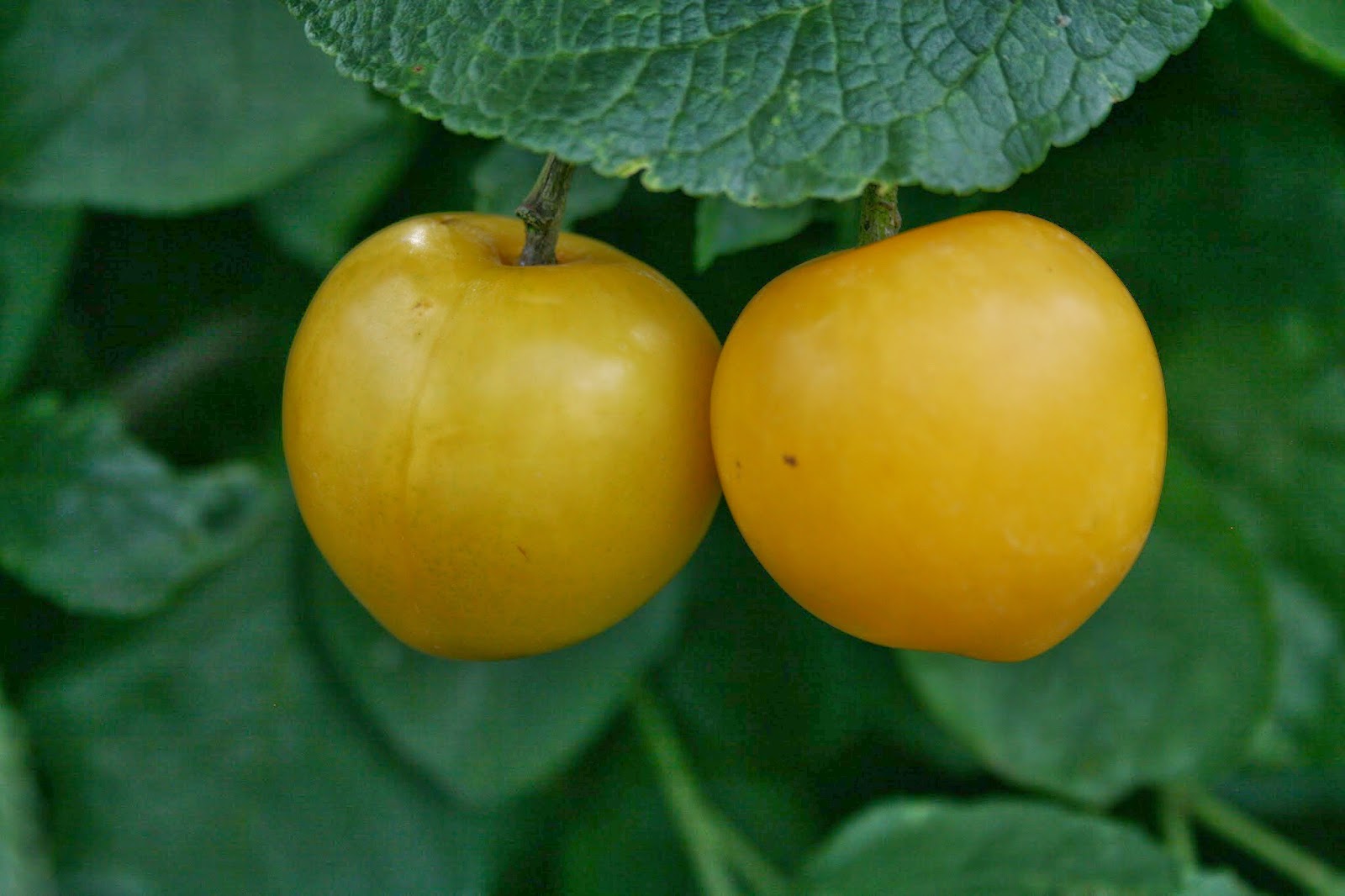 The Fruit Growing Expert: Super-sweet heirloom Gage tree makes a comeback
