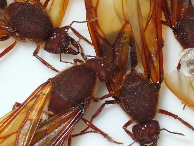 @cherrys-club Café Mexicano: ¡Nos invaden las hormigas!