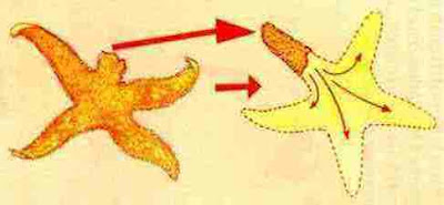 Genetics and Beyond: About cloning...