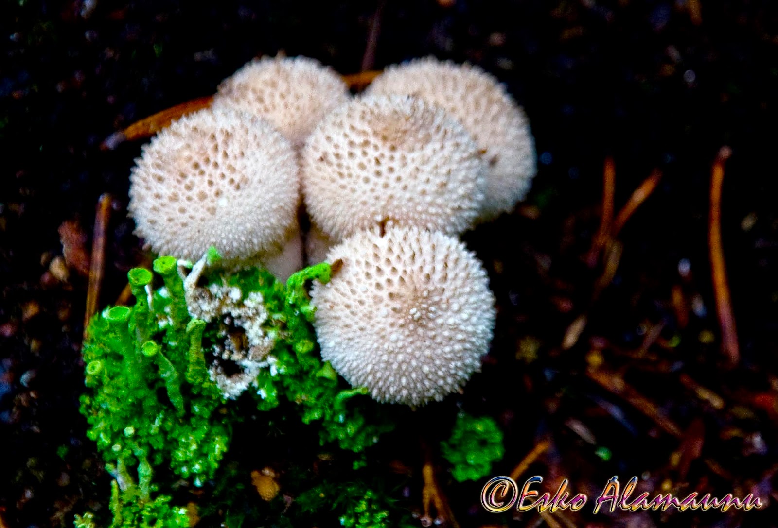 Eko-Kuvia: *Sieni-Setti*