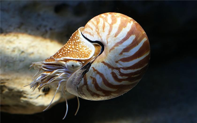 CRIATURAS Y HUMANOIDES: EL FÓSIL VIVIENTE ALLONAUTILUS SCROBICULATUS