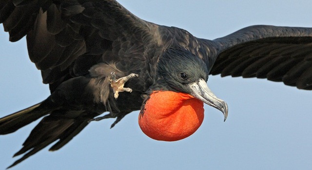 EL VUELO DE LAS FRAGATAS (fragata magnificens): CLASIFICACIÓN