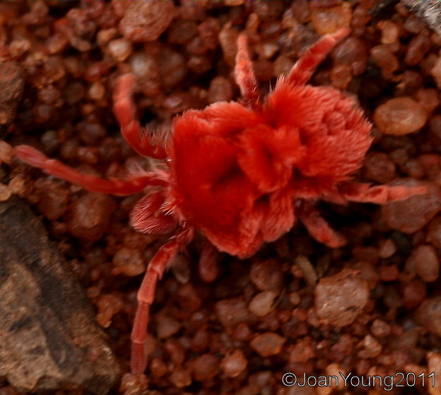 South African Photographs: Red Velvet Mite