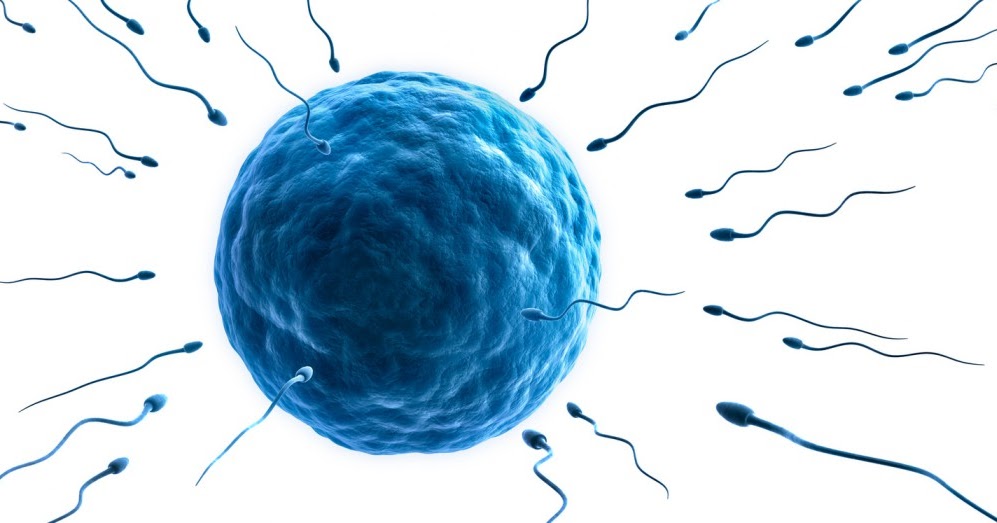 sistema reproductor femenino