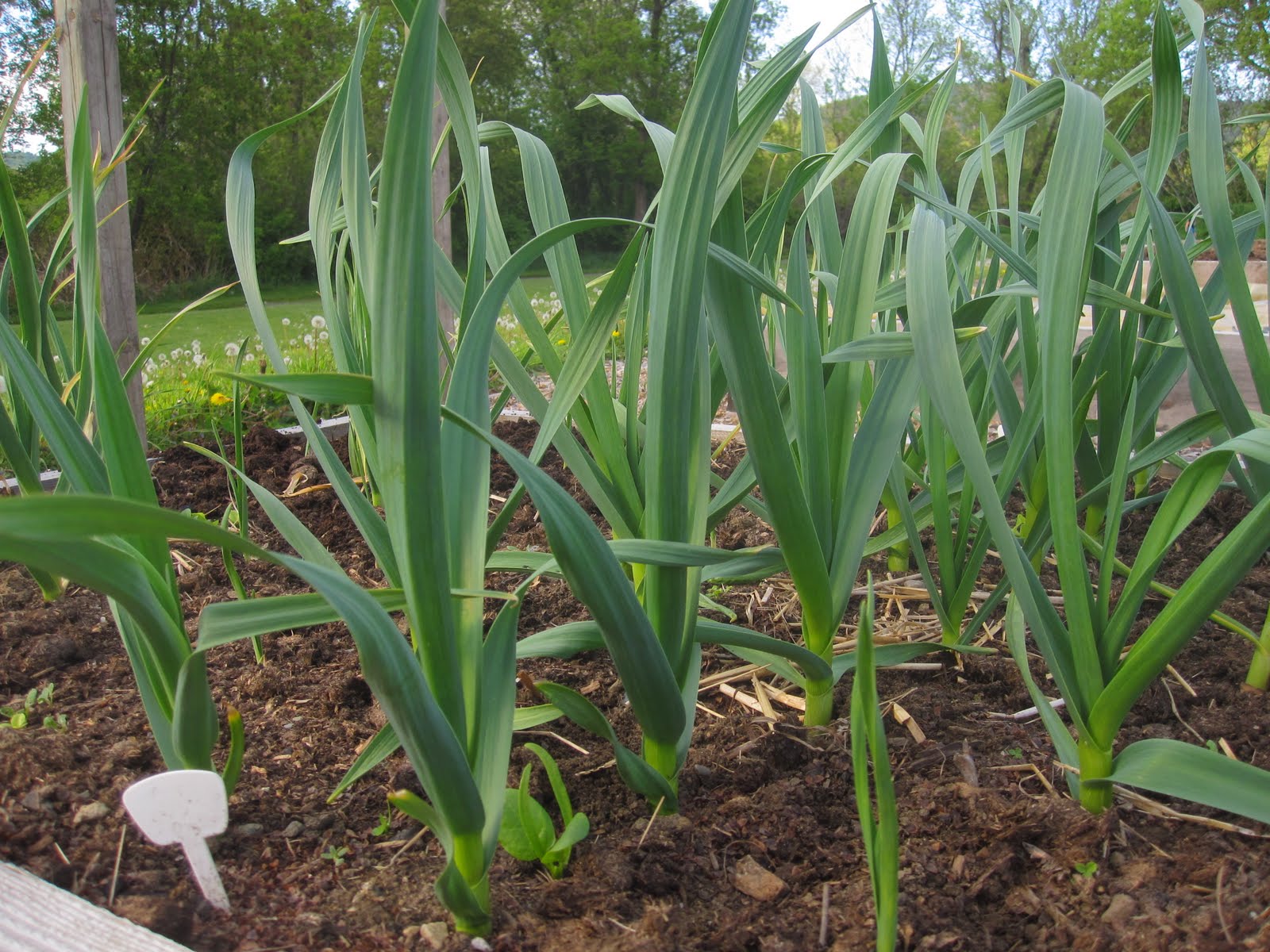 Garden Color: Garlic Seedlings - Time to Check Them