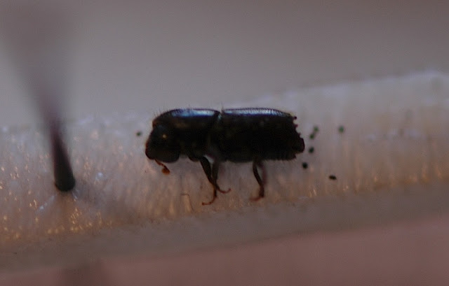 Field Biology in Southeastern Ohio: What's In A Log? Forest Insect Pests!
