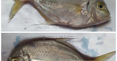 ikan nyok nyok nama lain - EdwardtaroJohnston