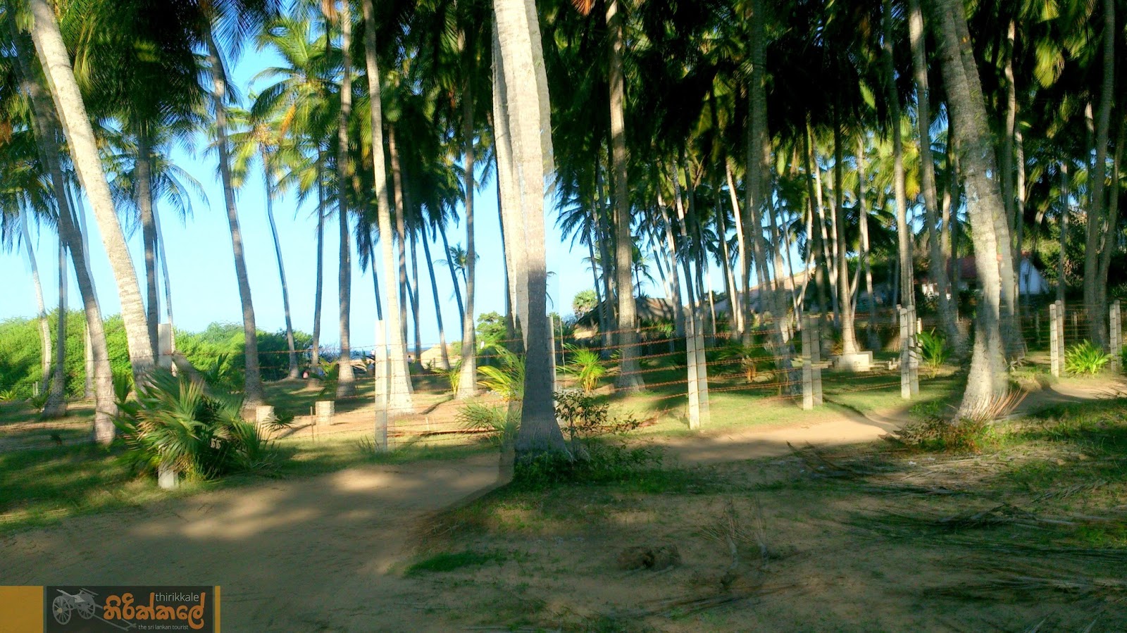 මෝදර වෙරල (modhara beach) - "Thirikkale" (තිරික්කලේ)