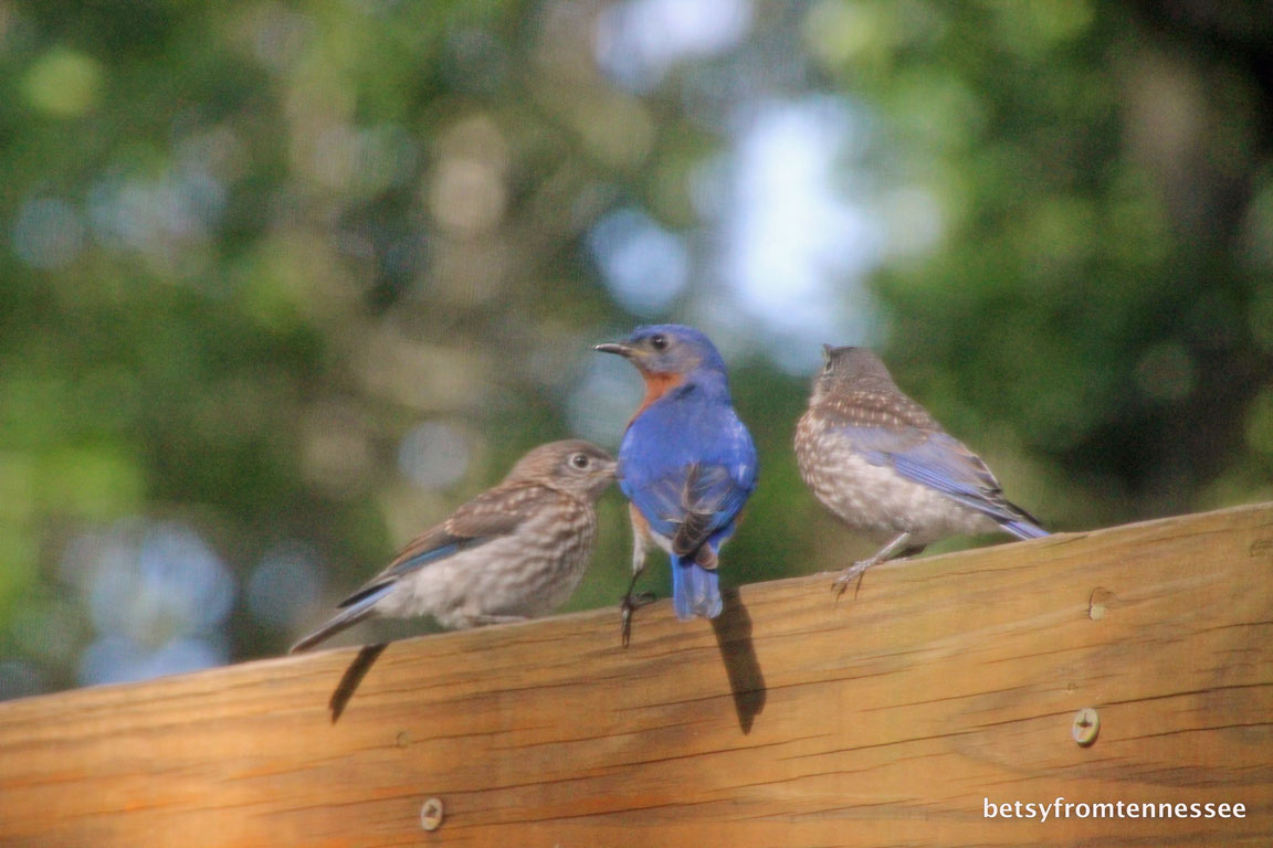 JOYFUL REFLECTIONS: Baby Blue Birds PLUS More!