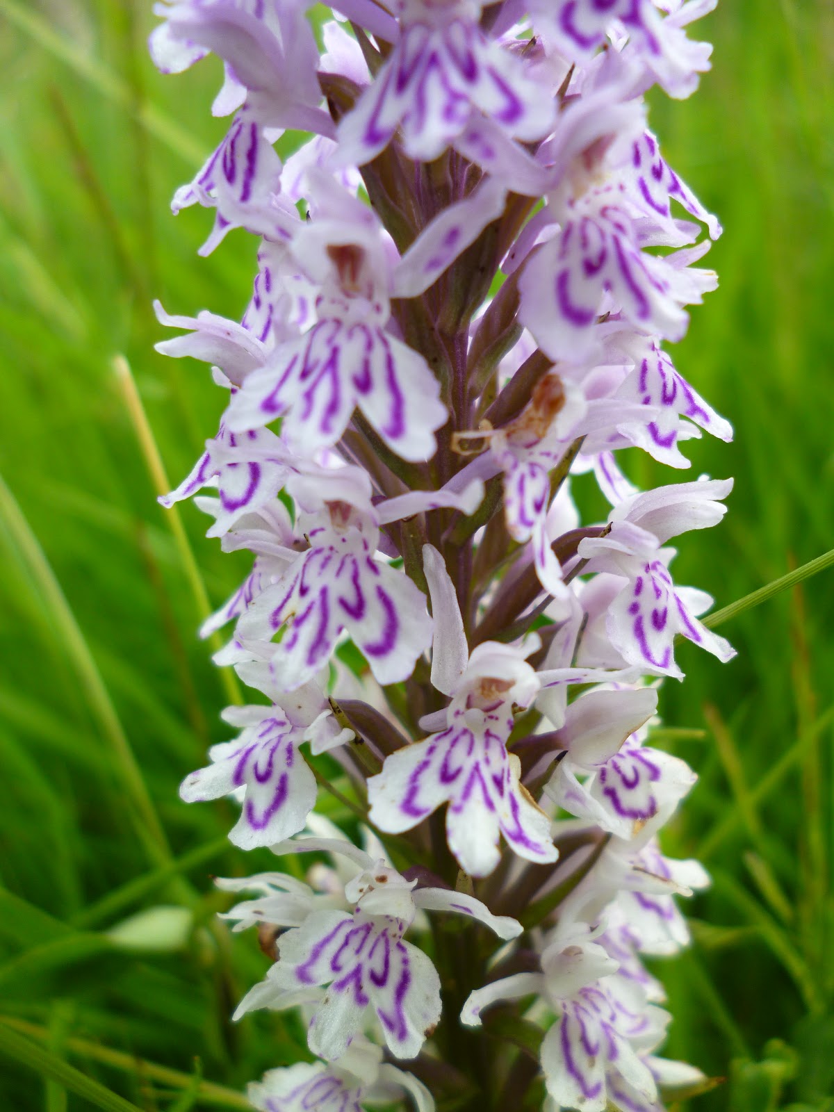 Botanical Interest.: English Orchids
