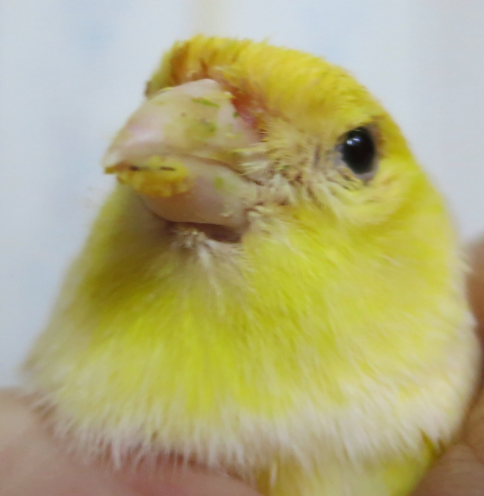 Canary Tales: Nasal Sinuses Infection - Feather Loss Around Eye