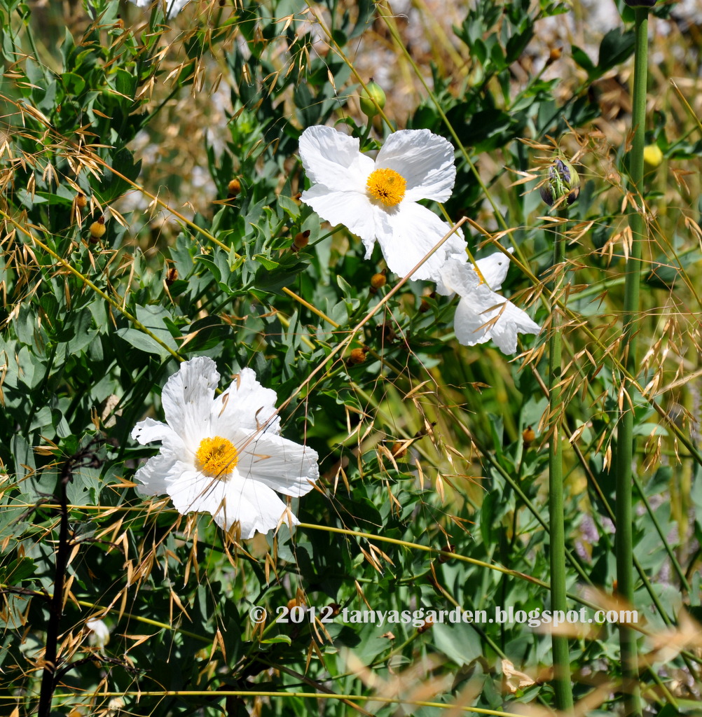 MySecretGarden: My New Love, Romneya