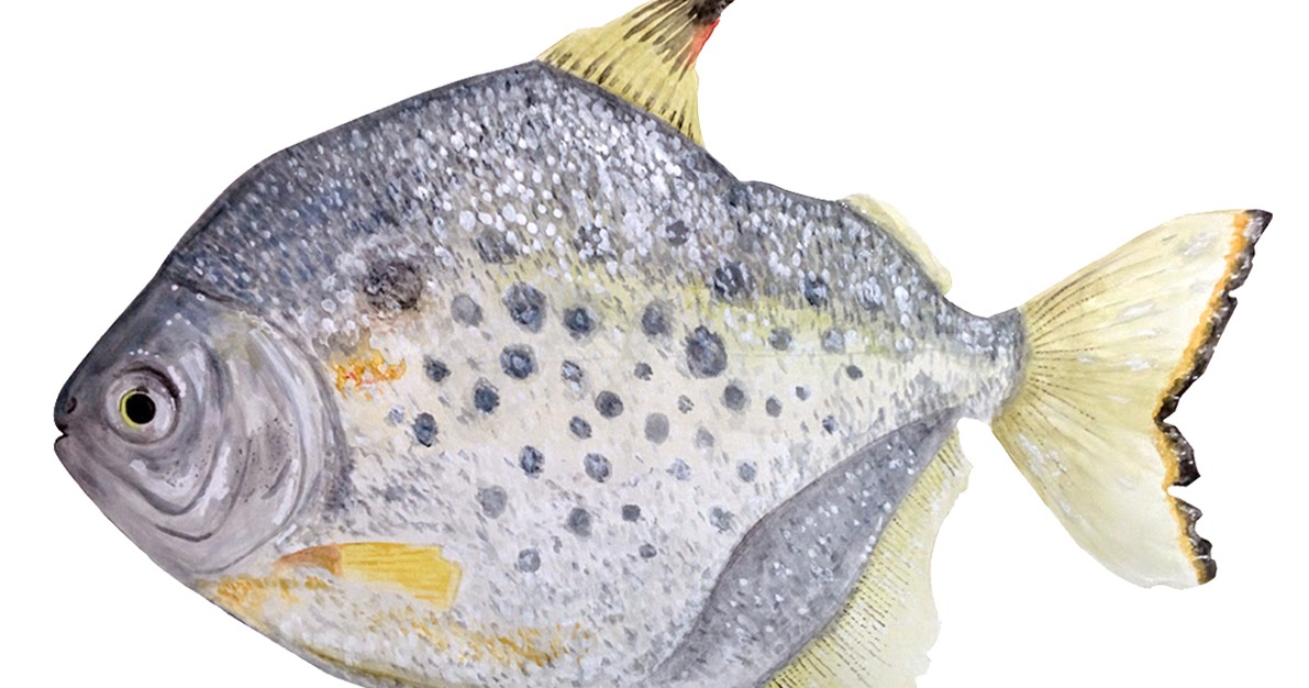 Spotted Metynnis/ Pacu Peva - Roberta Araujo