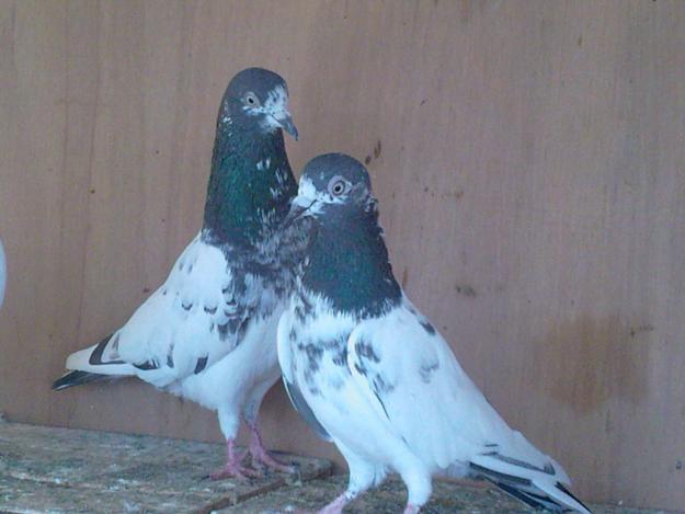 Birds and Pegions: Teddy Kabootar