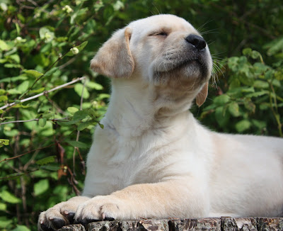 Labrador Puppies: Funny Face