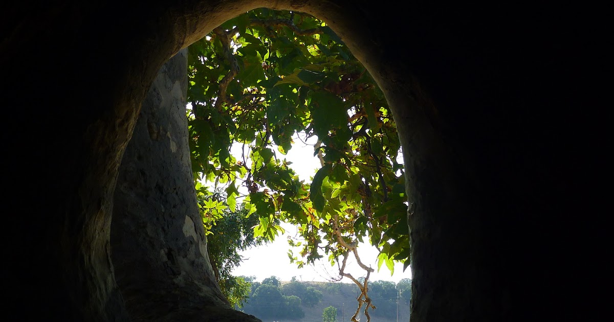 Trailing Ahead: Sycamore Grove Park south of Livermore, California