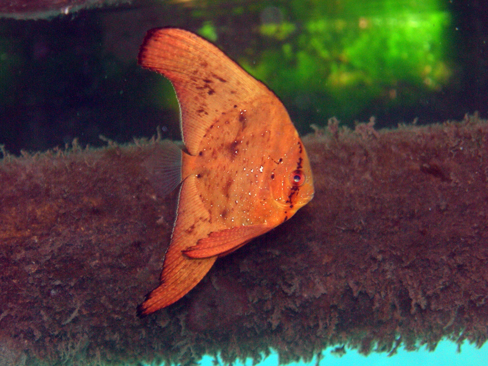 Juvenile Batfish