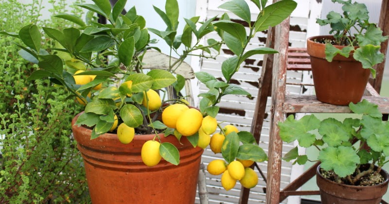 Lemons in Winter