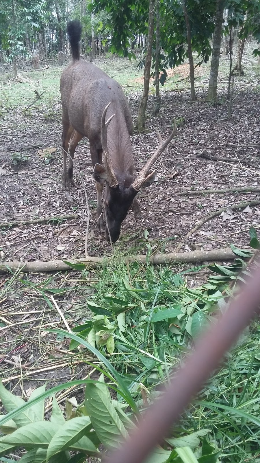 Tugas kuliah: LAPORAN PRAKTIKUM ANALISIS DAN EVALUASI HABITAT RUSA DI ...