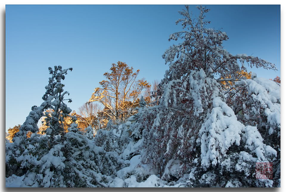 See What I See: Snow damaged 2