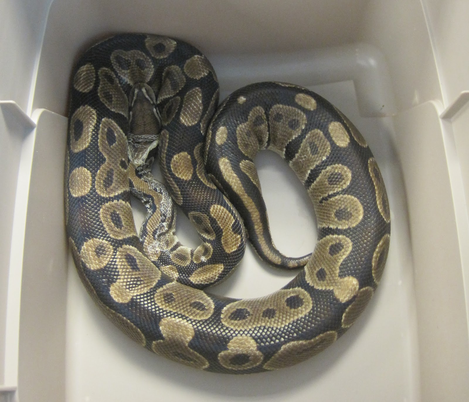 Biology of the Reptilia: Lab 6: Lepidosauria Part II: Serpentes (Kelly ...