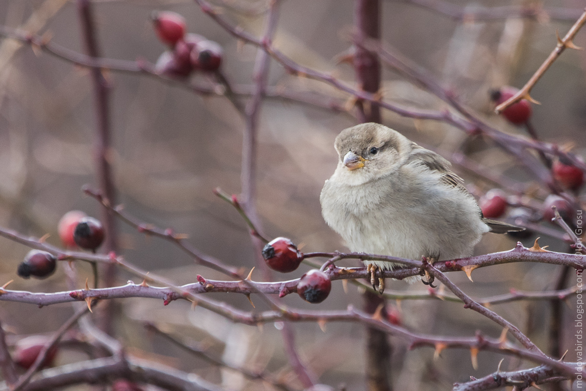 Păsări din Moldova: decembrie 2016