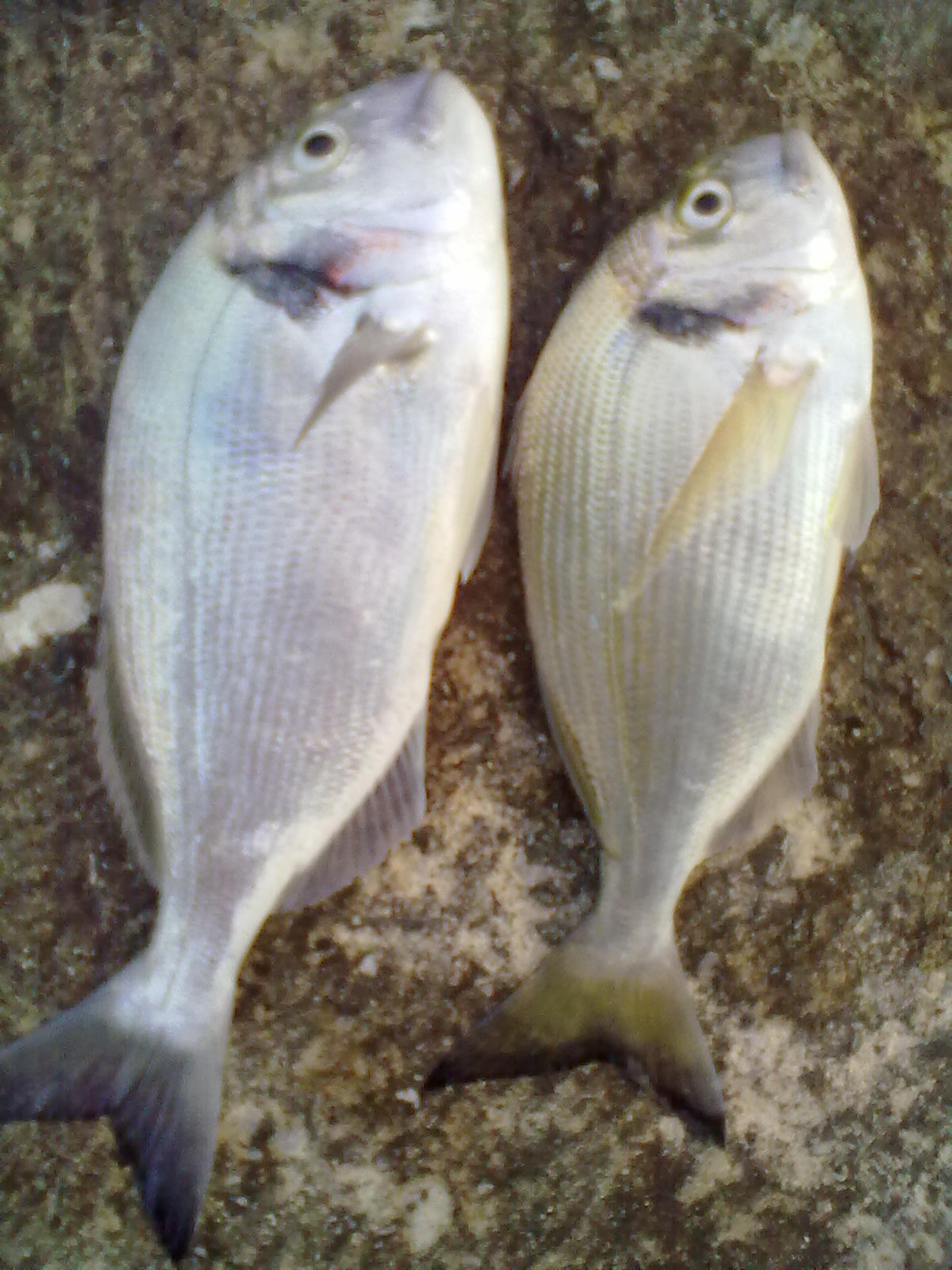 PESCA DALLA SPIAGGIA e LE SUE TECNICHE: PESCA ALL'ORATA