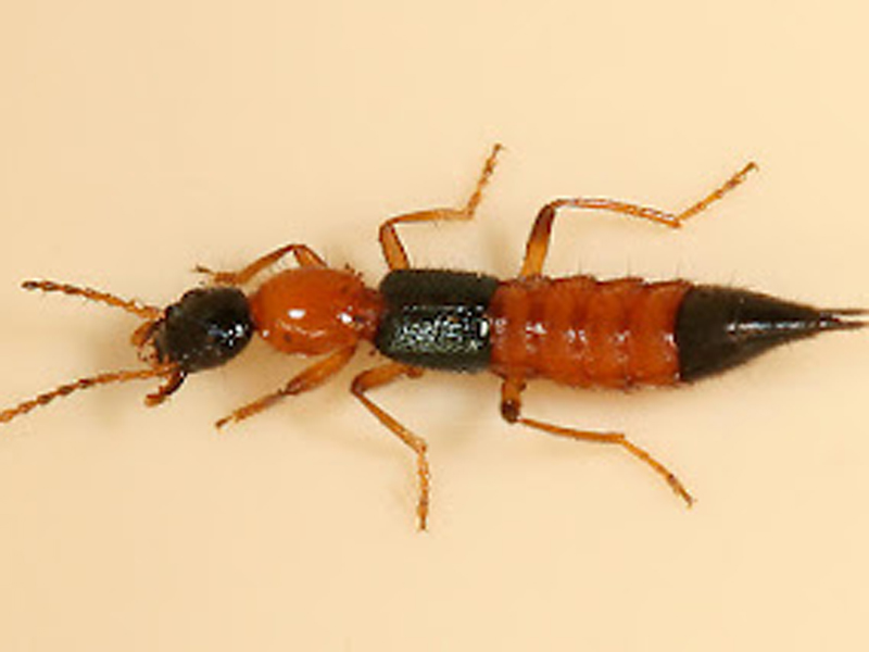 onyenan kiwo tengen: Hati Hati Virus Serangga Tomcat