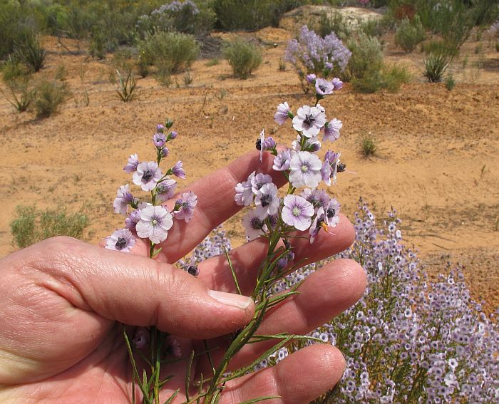 Esperance Wildflowers: Cyanostegia angustifolia - Tinsel-flower