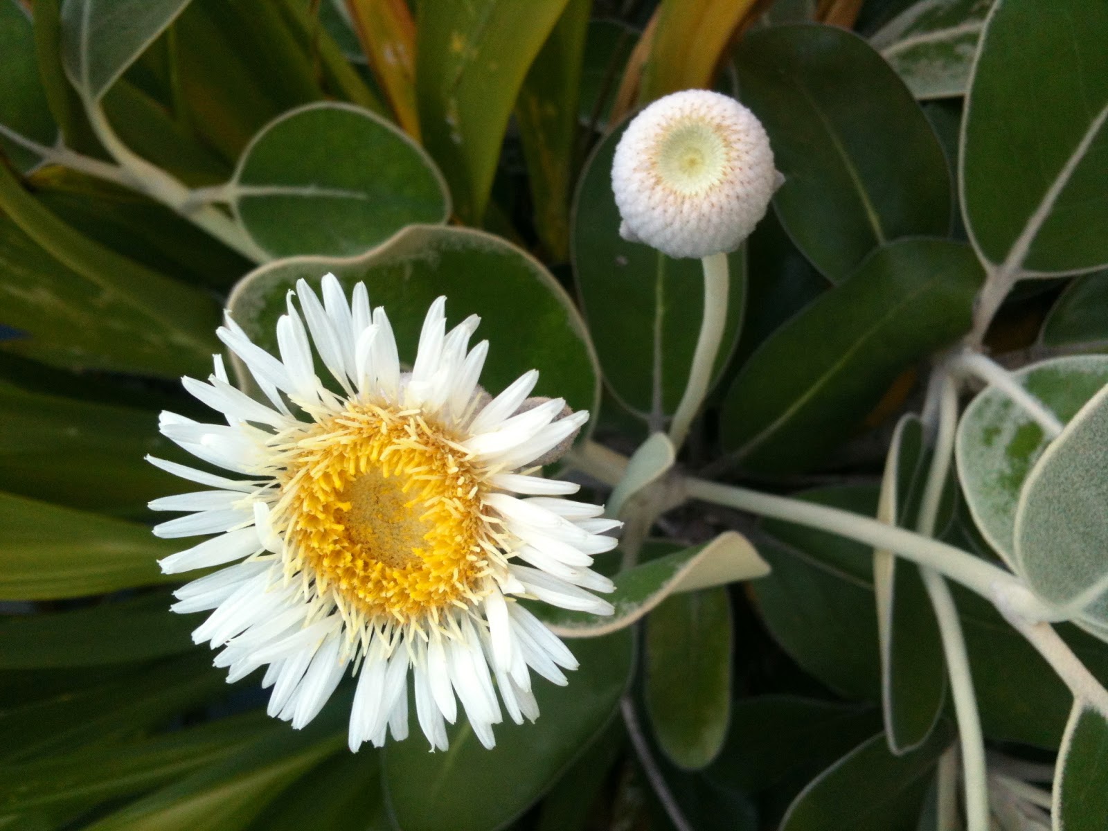Project 41: 317/366 - Marlborough rock daisy, in Nelson Hospital grounds