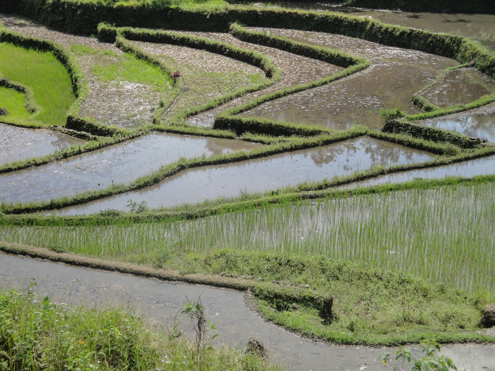 Philippines - How to build rice terraces - Sven's Travel Venues