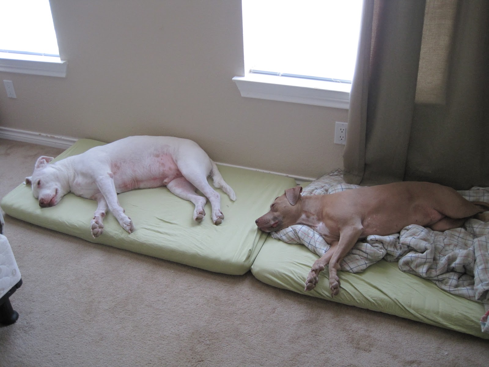 The Happy Pit Bull Blog: Roast Dog Recipe