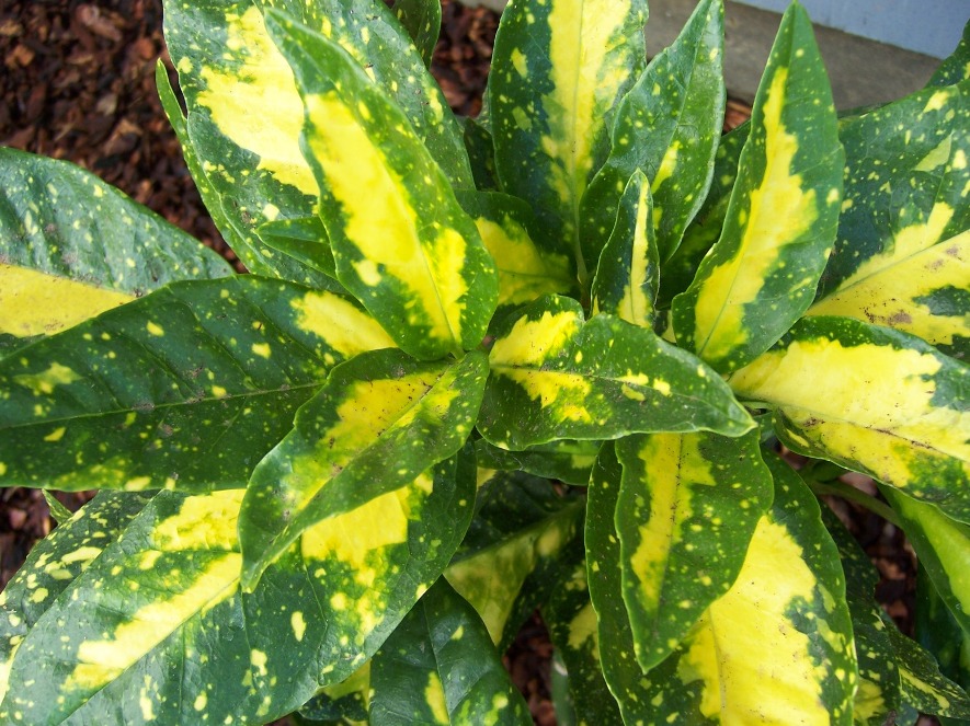 The 2 Minute Gardener: Photo - Golden Aucuba (Aucuba japonica)